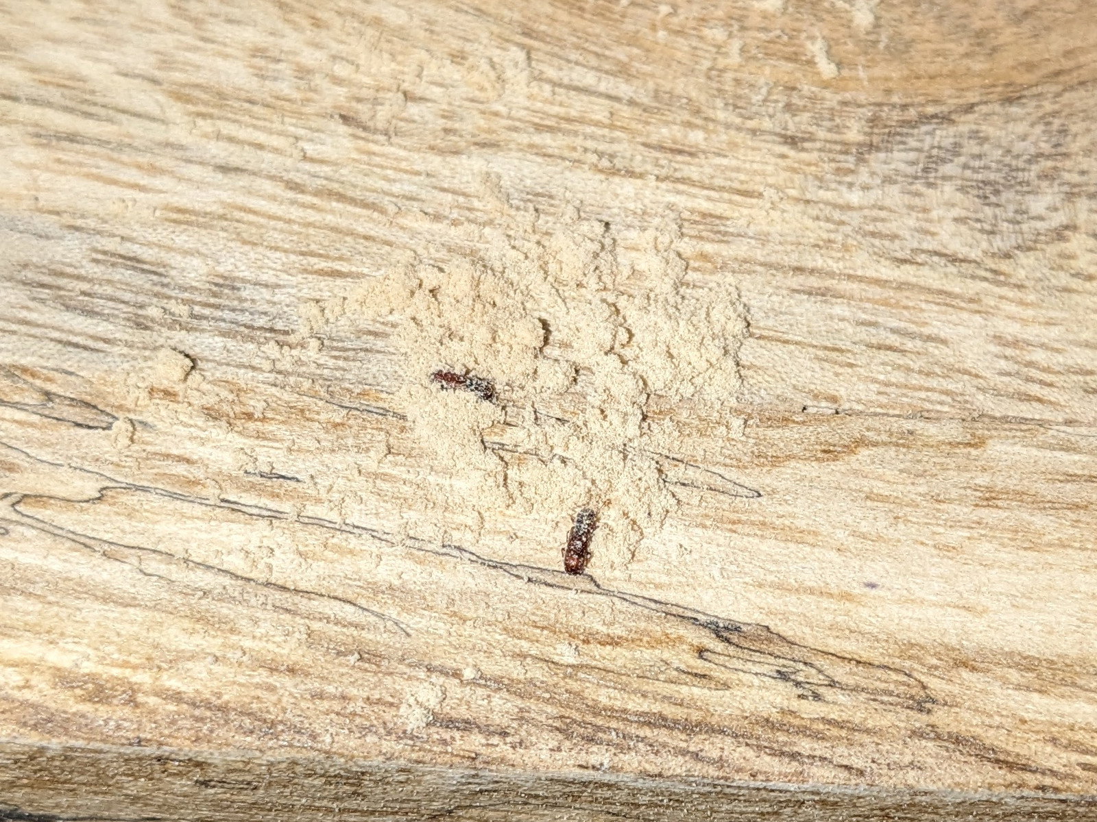 Holzwurm Bekampfen Hausmittel